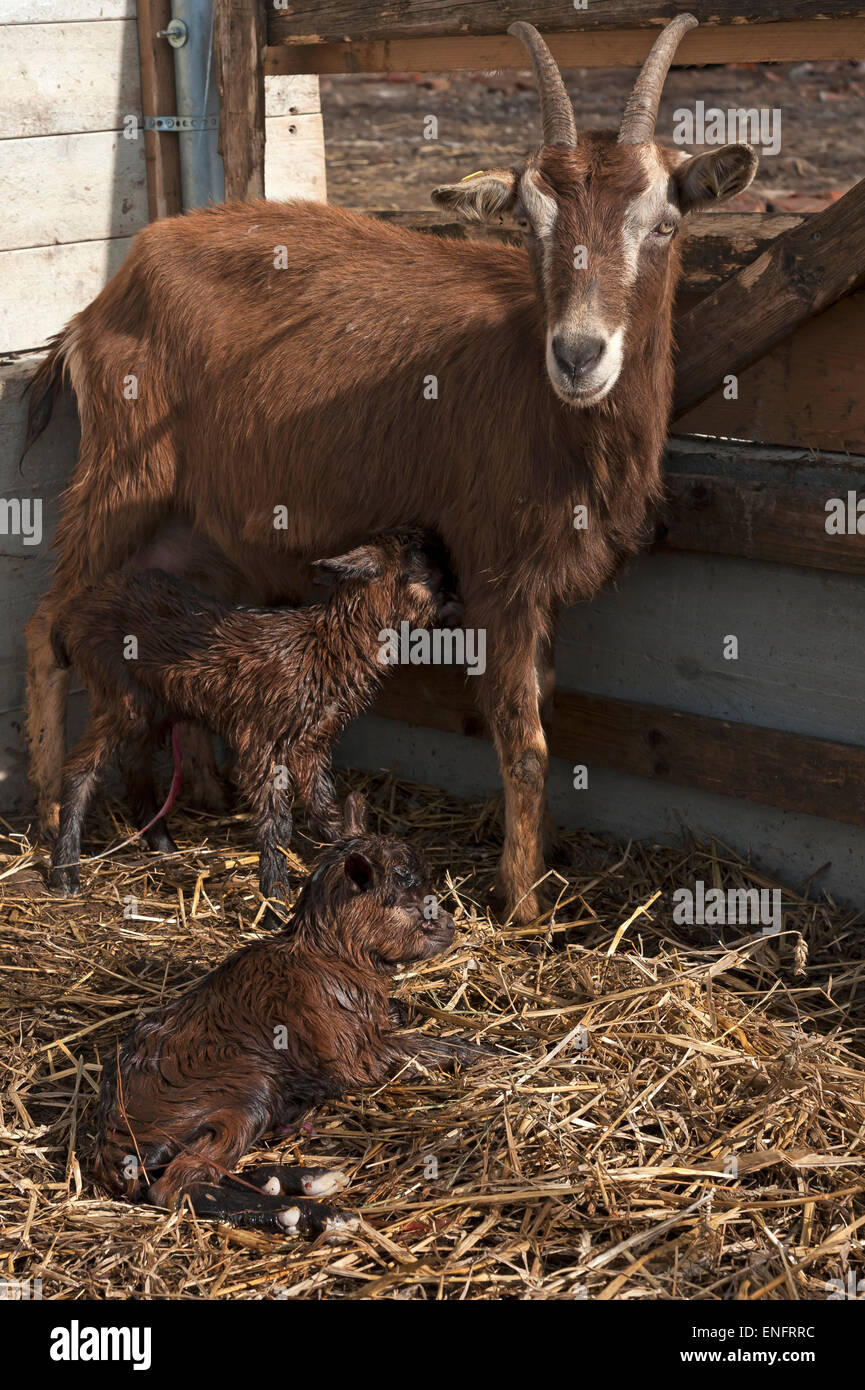 Goat stable hi-res stock photography and images - Alamy