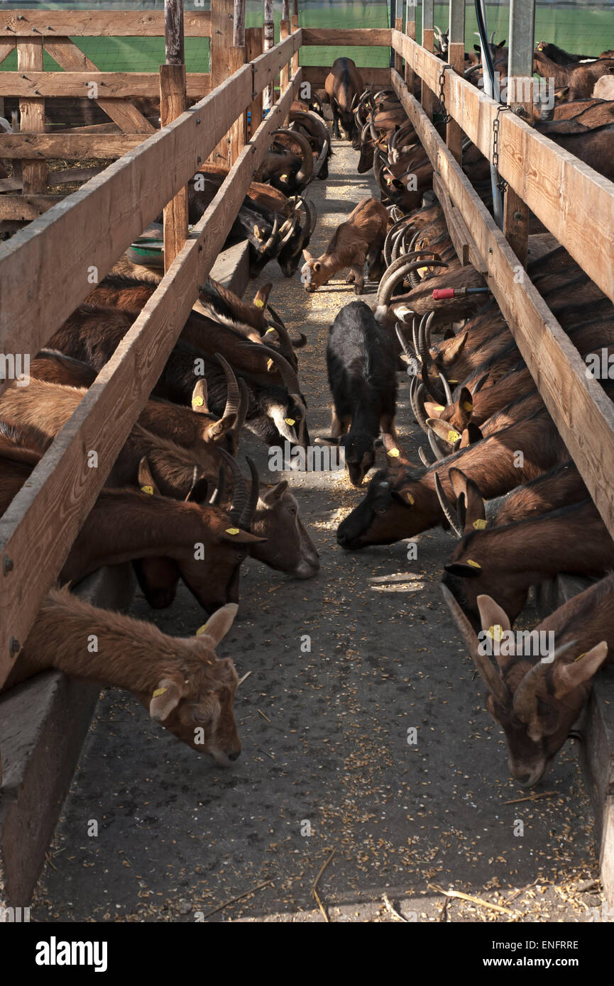 Dairy goats at the feed alley in the stable, Othenstorf, Mecklenburg ...