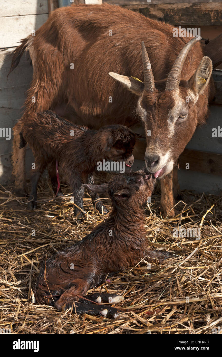 Goat licking hi-res stock photography and images - Alamy