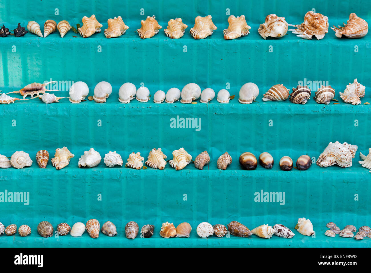 Shells at a stall, Kochi, Cochin, Kerala, India Stock Photo - Alamy