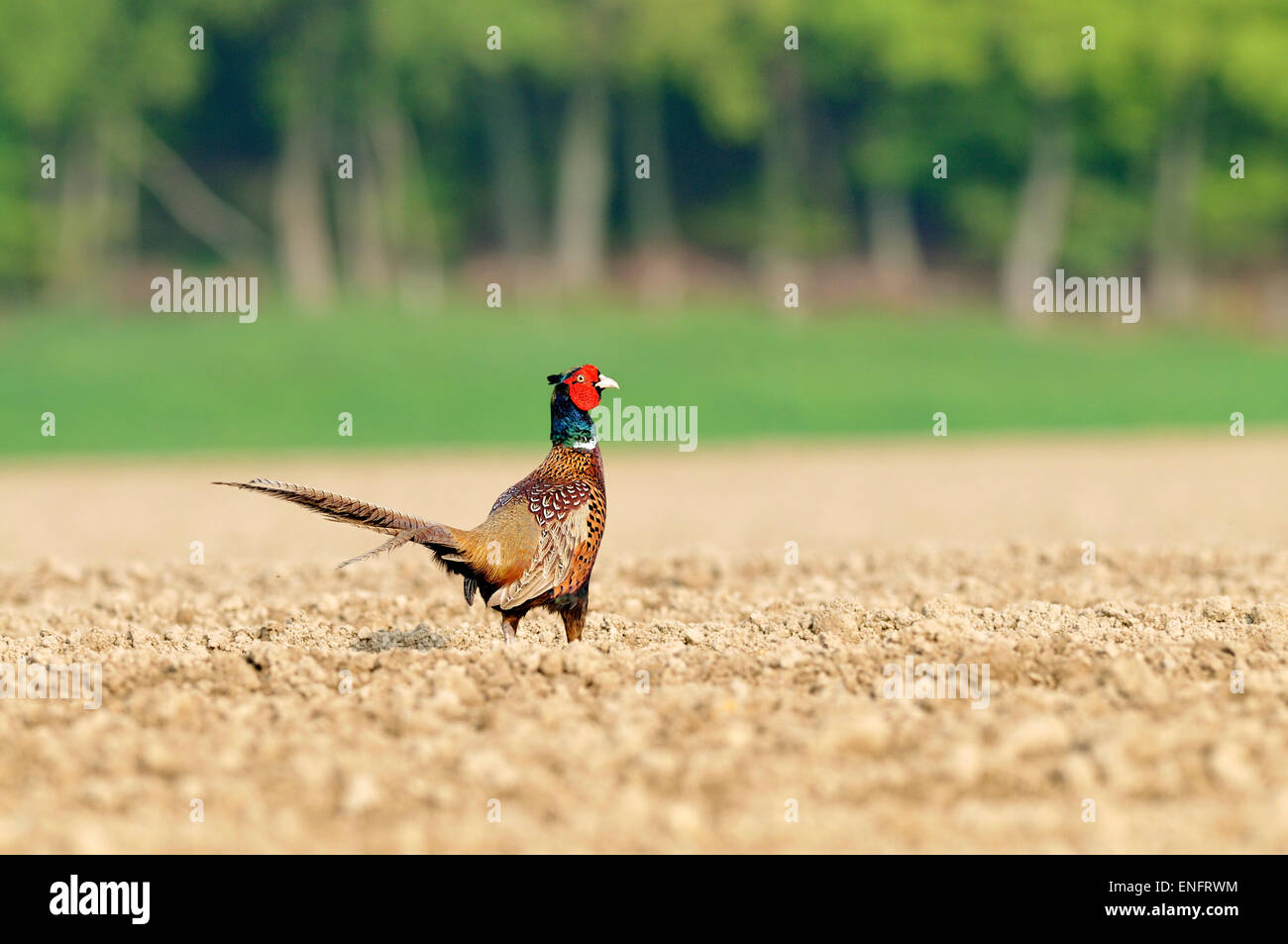 Pheasant (Phasianus colchicus) in a field, North Rhine-Westphalia ...