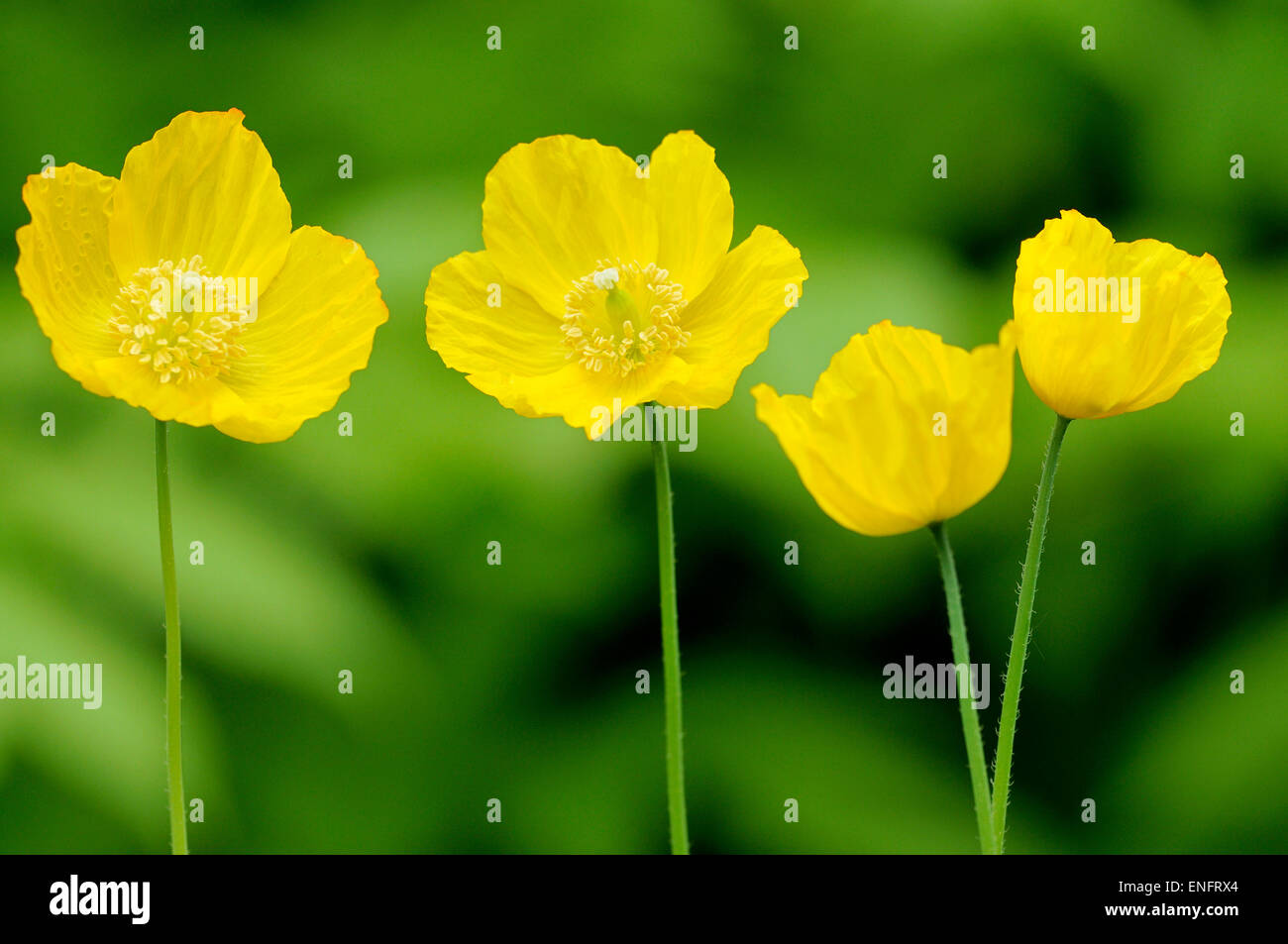 Yellow Iceland Poppy (Papaver nudicaule), North Rhine-Westphalia ...