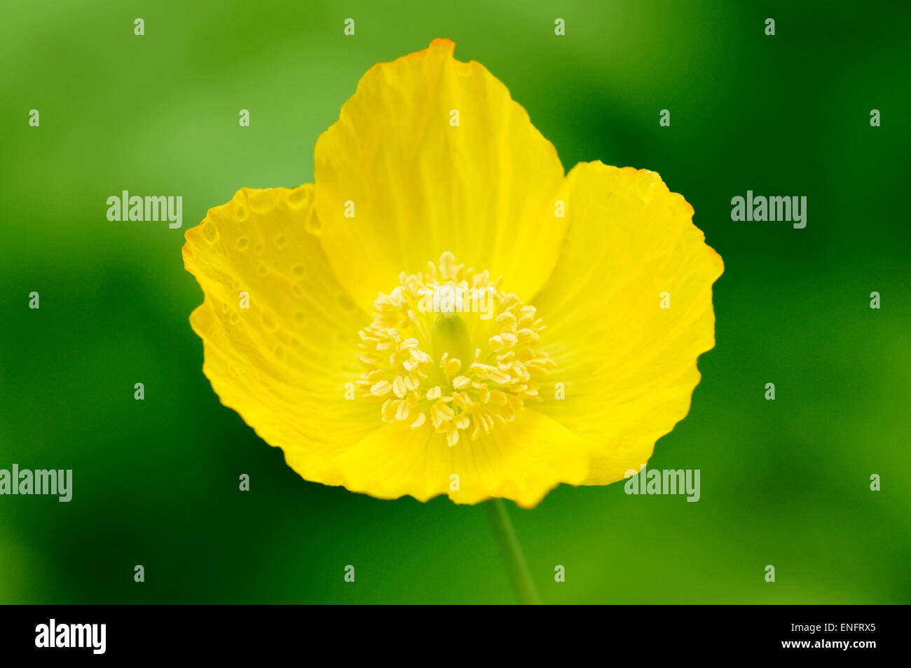 Yellow Iceland Poppy (Papaver nudicaule), North Rhine-Westphalia ...