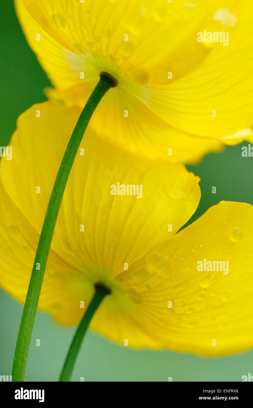 Yellow Iceland Poppy (Papaver nudicaule), North Rhine-Westphalia ...