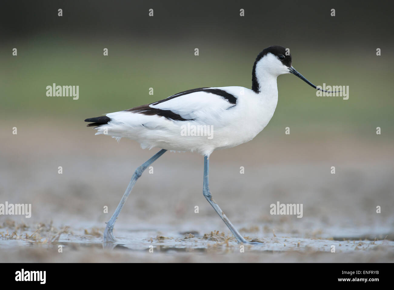 Pied Avocet (Recurvirostra avosetta), Lake Neusiedl National Park ...