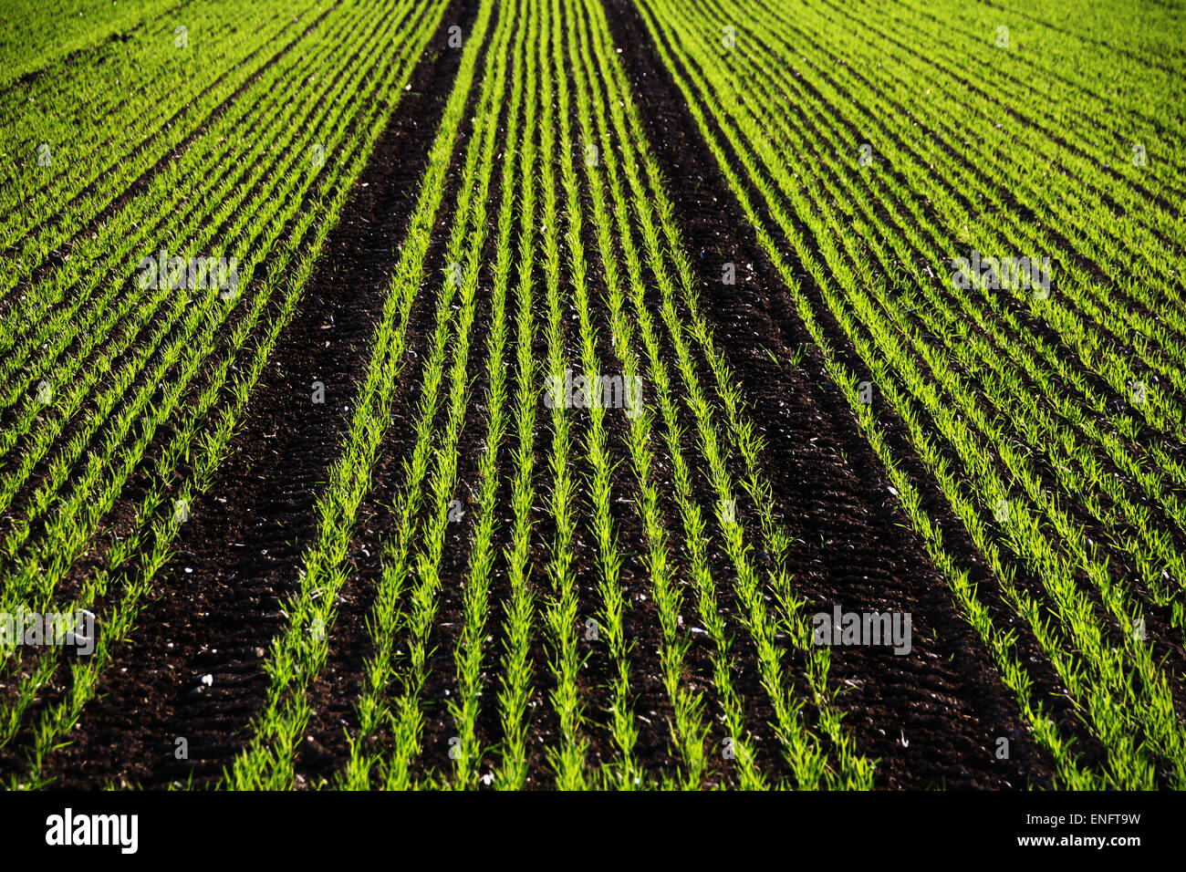Seedlings tractor hi-res stock photography and images - Alamy