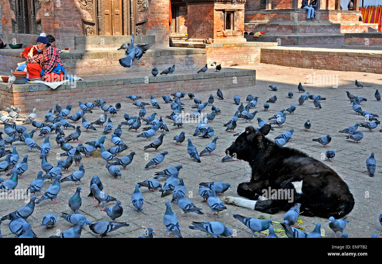 sacred cow beetween pigeons before temple Durbar square Kathmandu Nepal ...