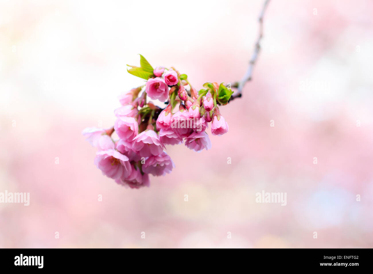 Pink Sakura flower blooming, cherry blossom in the garden Stock Photo ...