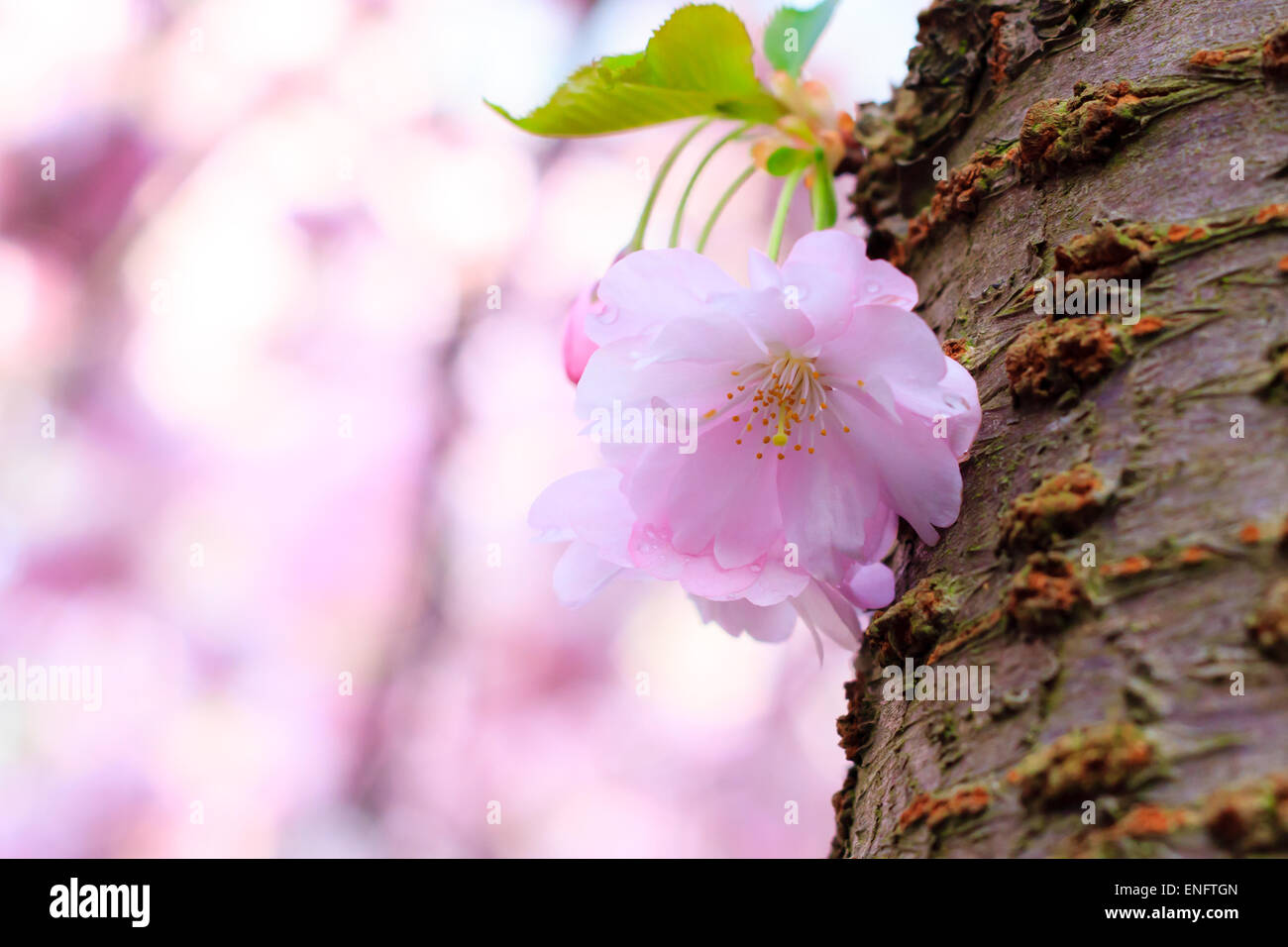 Pink Sakura flower blooming, cherry blossom in the garden Stock Photo ...