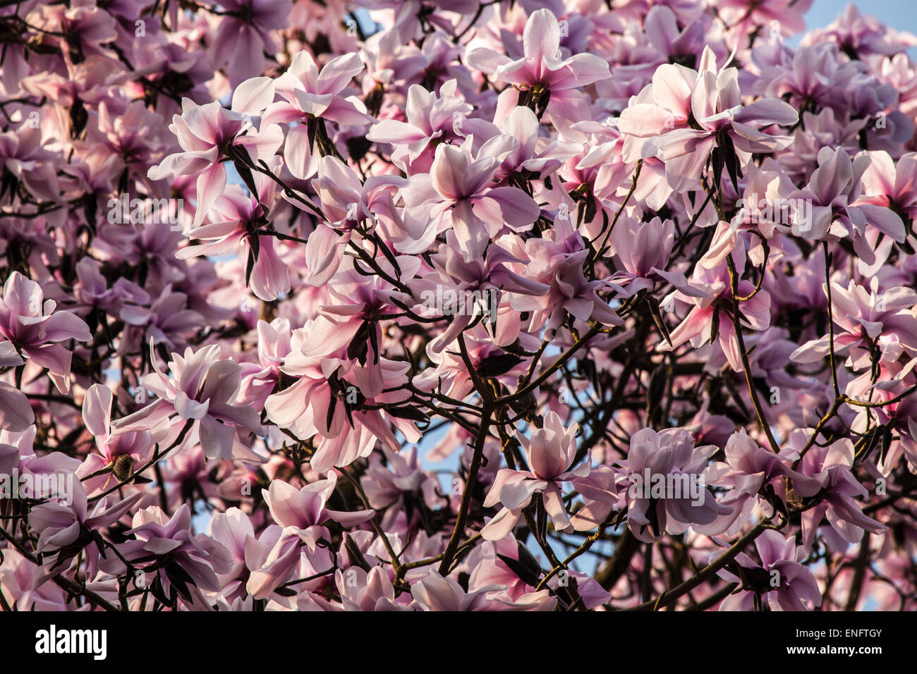 Magnolia campbellii var. mollicomata at Bowood in Wiltshire Stock Photo ...