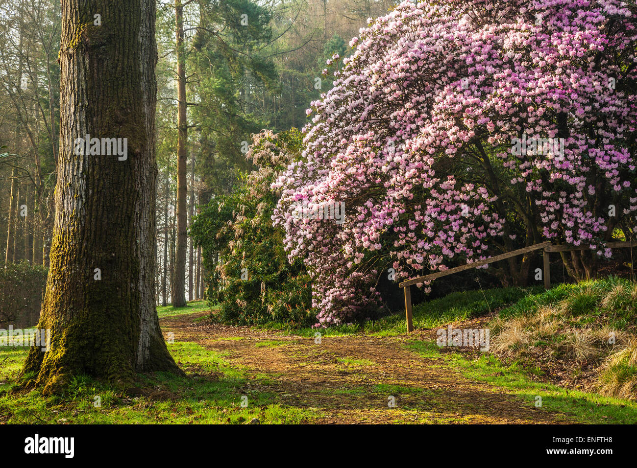 Early walks hi-res stock photography and images - Alamy