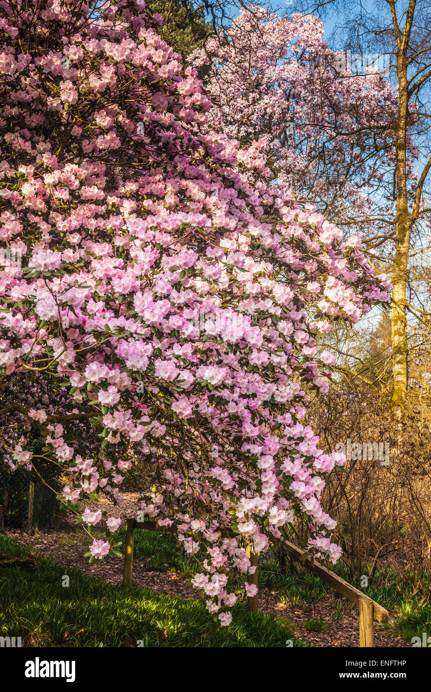 Rhododendron oreodoxa var. fargesii with Magnolia campbellii var ...