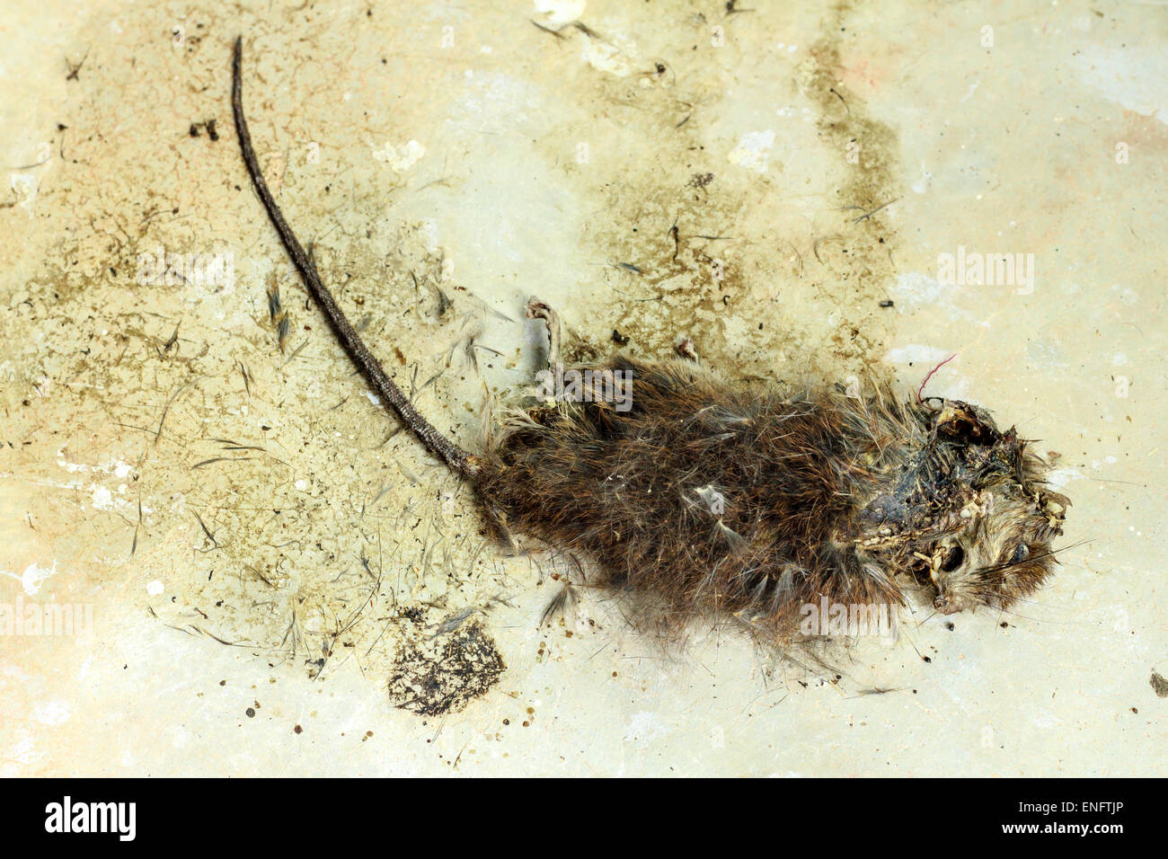 Dead rat on the concrete floor (rot rat Stock Photo - Alamy