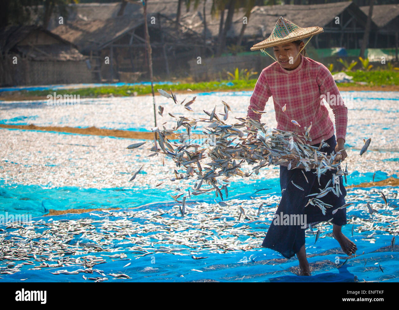 Woman Putting Dried Fish On The Floor, Ngapali, Myanmar Stock Photo - Alamy