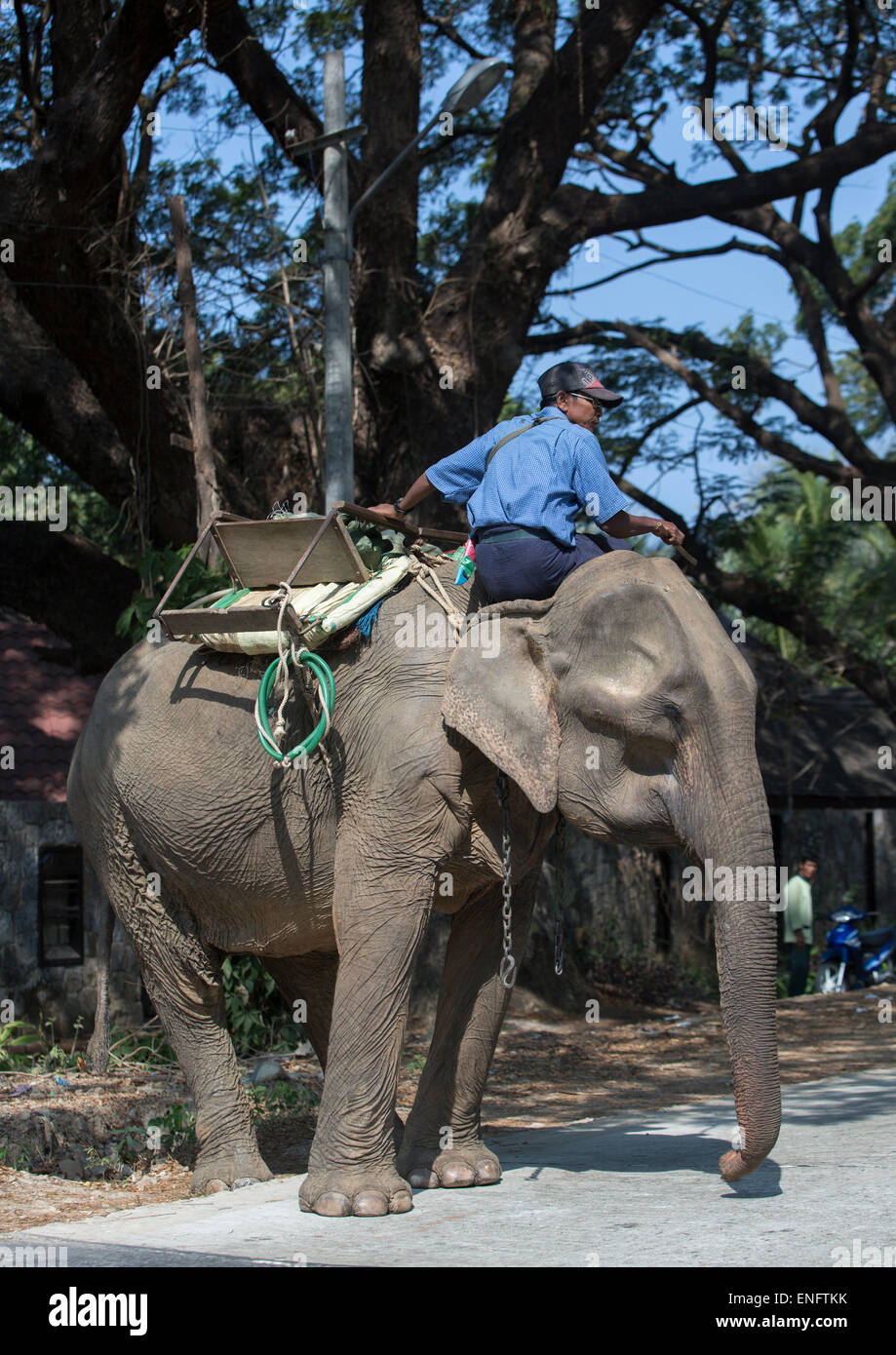 Elephant On The Road, Ngapali, Myanmar Stock Photo - Alamy