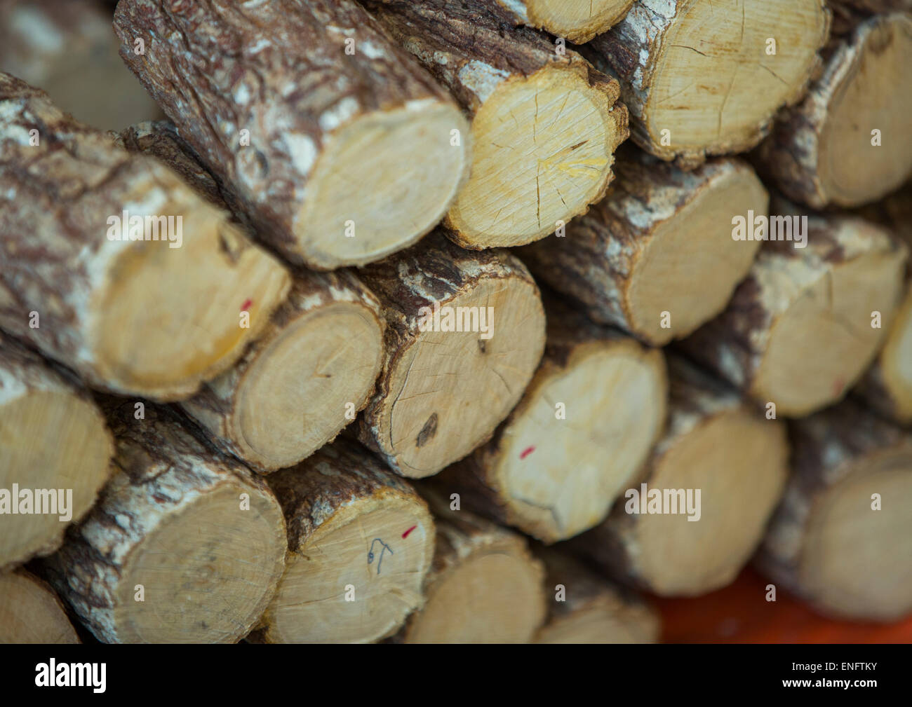 Thanaka Wood, Ngapali, Myanmar Stock Photo - Alamy