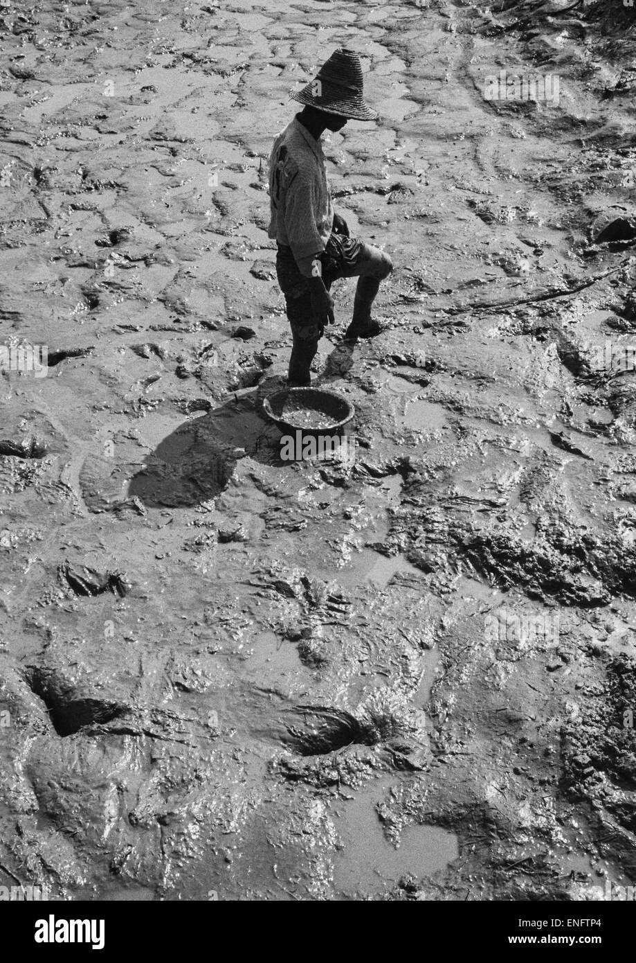 Fisherman Catching Small Fish In The Mud, Ngapali, Myanmar Stock Photo ...