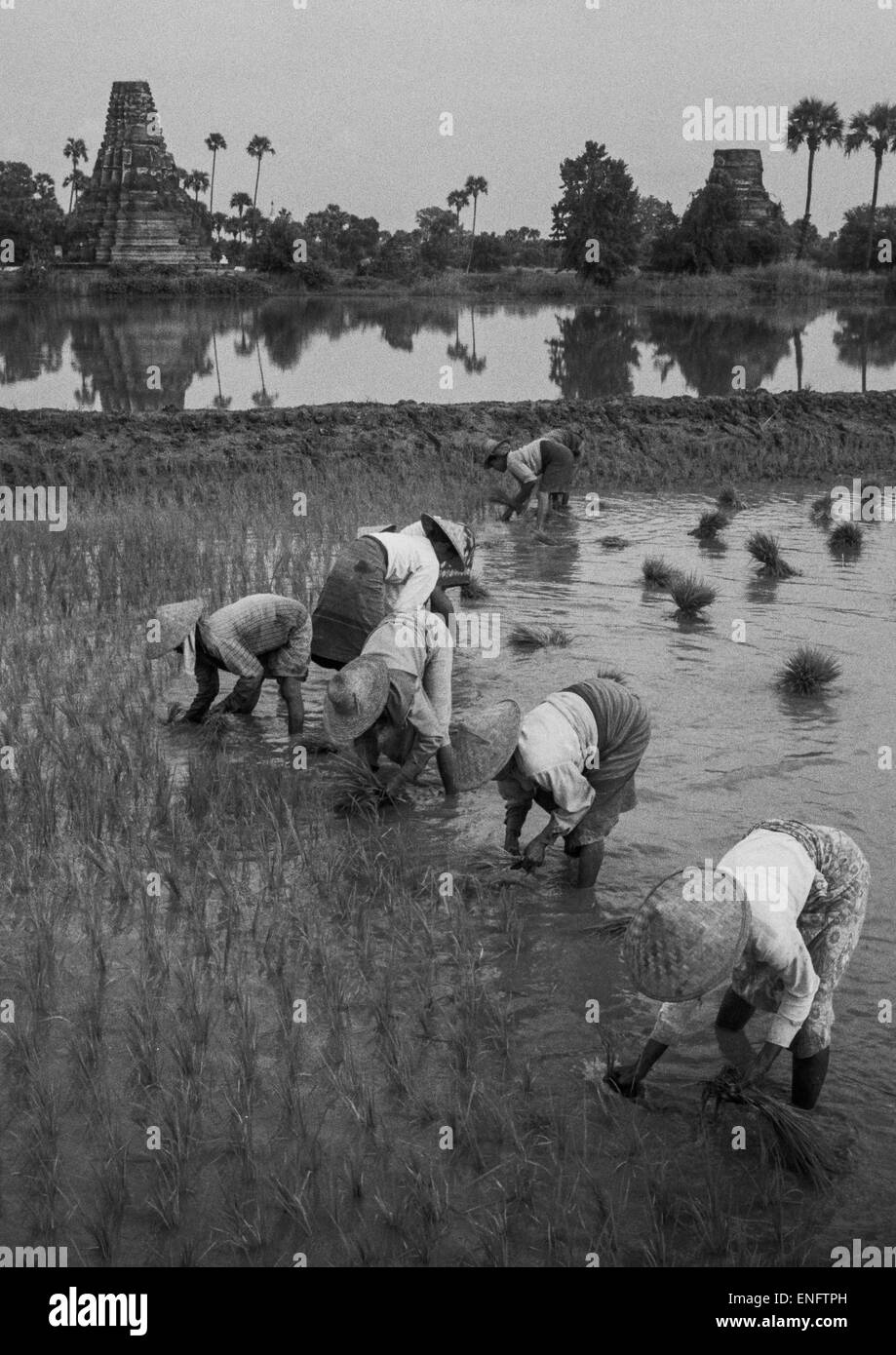 Women Working In A Paddy Field In Innwa, Myanmar Stock Photo - Alamy