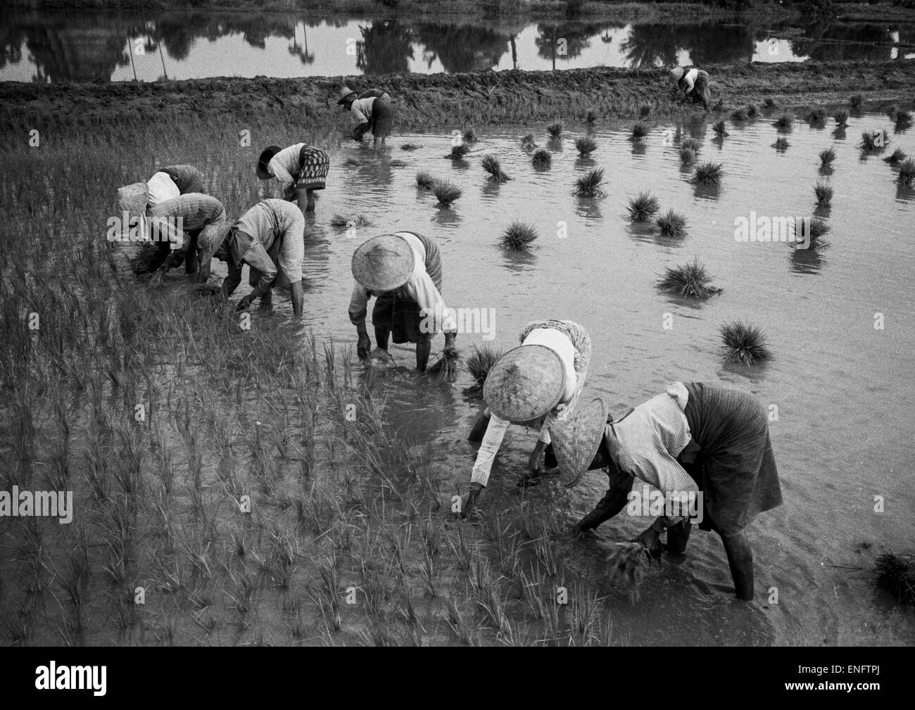Women Working In A Paddy Field In Innwa, Myanmar Stock Photo - Alamy