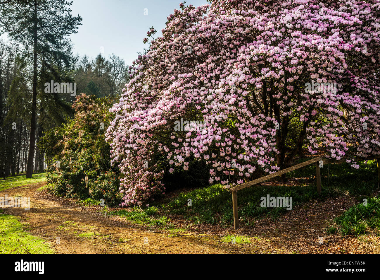 Rhododendron oreodoxa var. fargesii at the Bowood Estate in Wiltshire ...