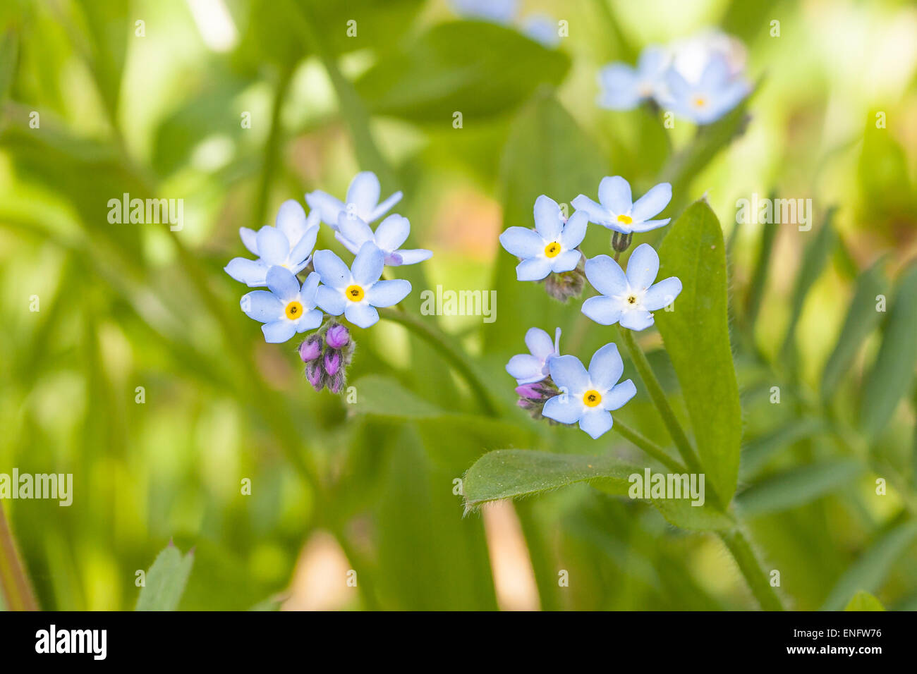 A Forget-me-no flower in the grass Stock Photo - Alamy