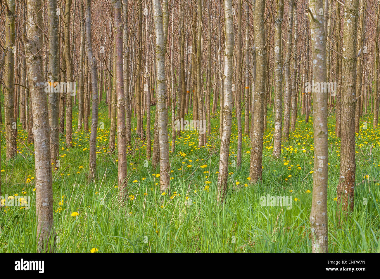 Densely growing tree trunks in a sea of grass and dandelions Stock ...