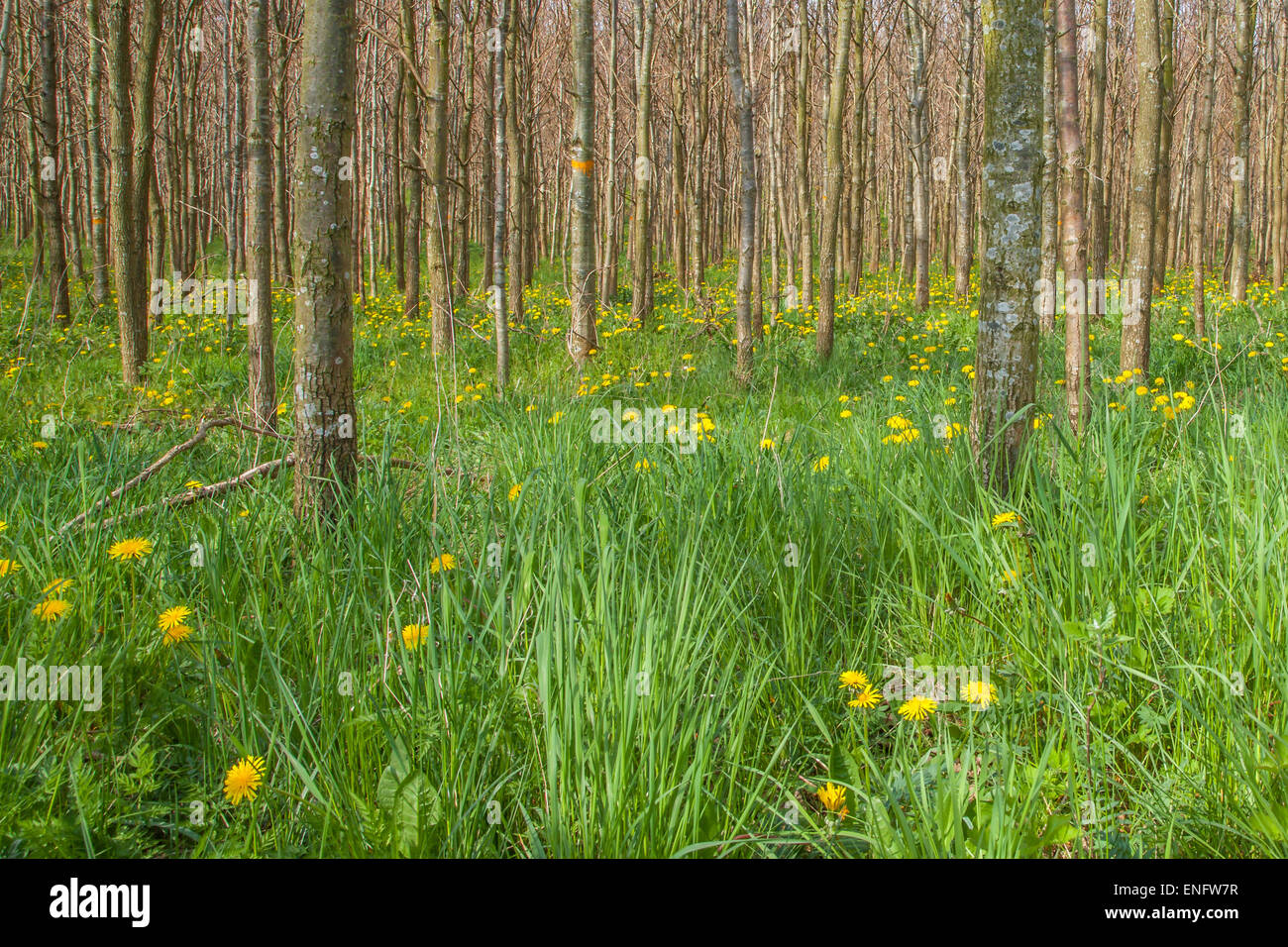 Densely growing tree trunks in a sea of grass and dandelions Stock ...