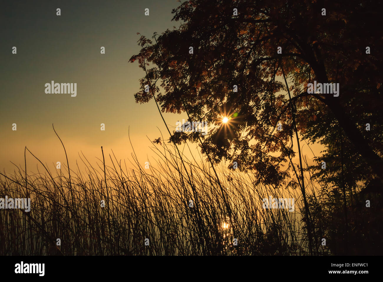 Moody morning at lakeside Stock Photo - Alamy