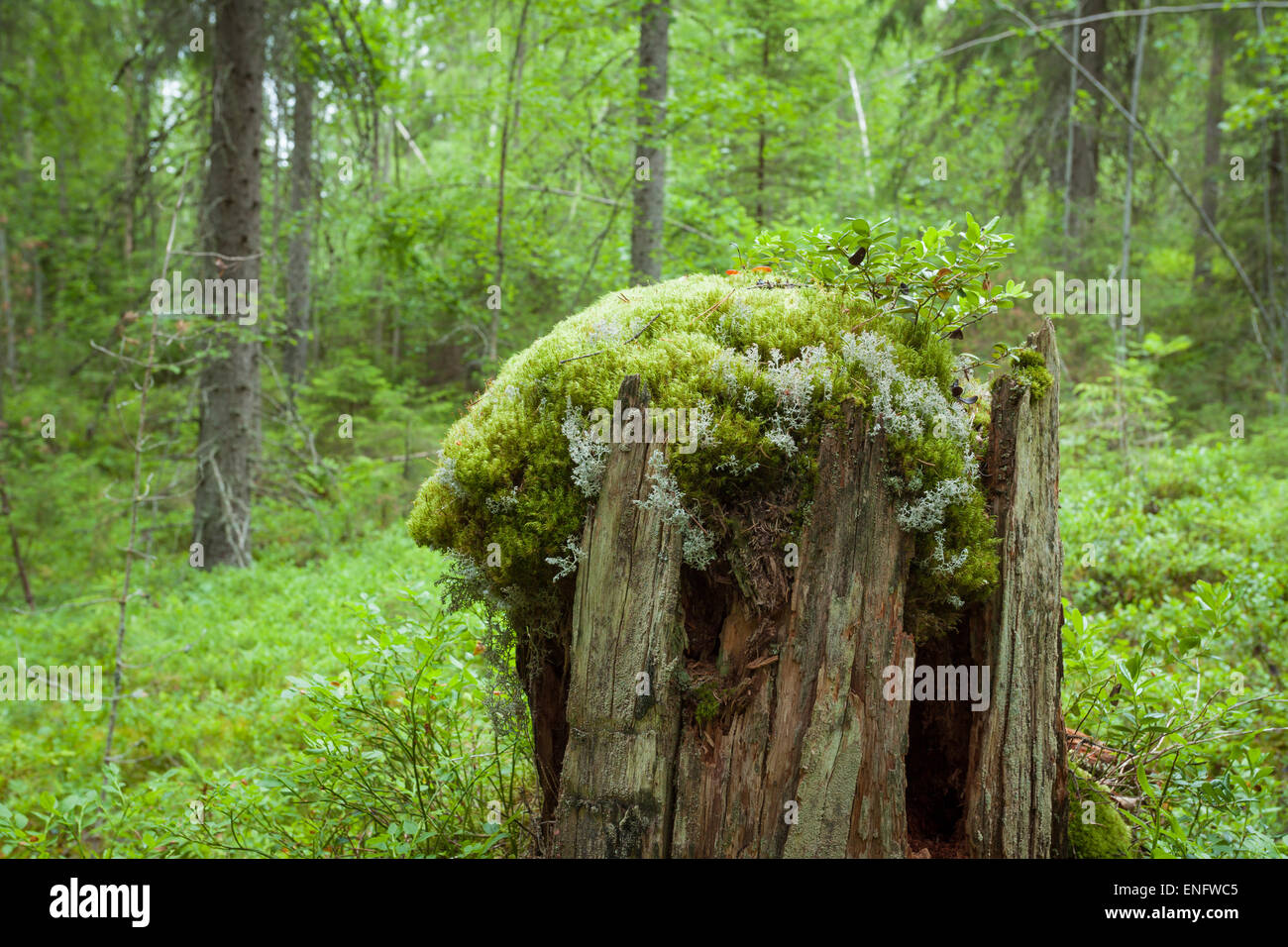 old tree stump Stock Photo - Alamy