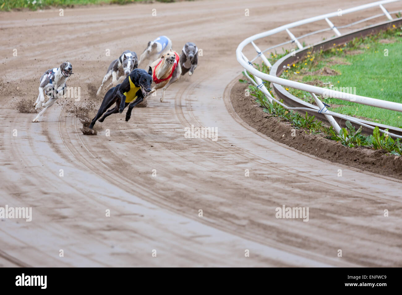Greyhound dogs racing Stock Photo - Alamy