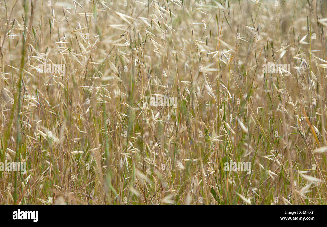 wild oats in field natural floral background Stock Photo - Alamy
