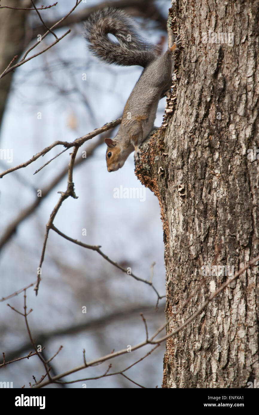 Squirrel looking down from tree hi-res stock photography and images - Alamy