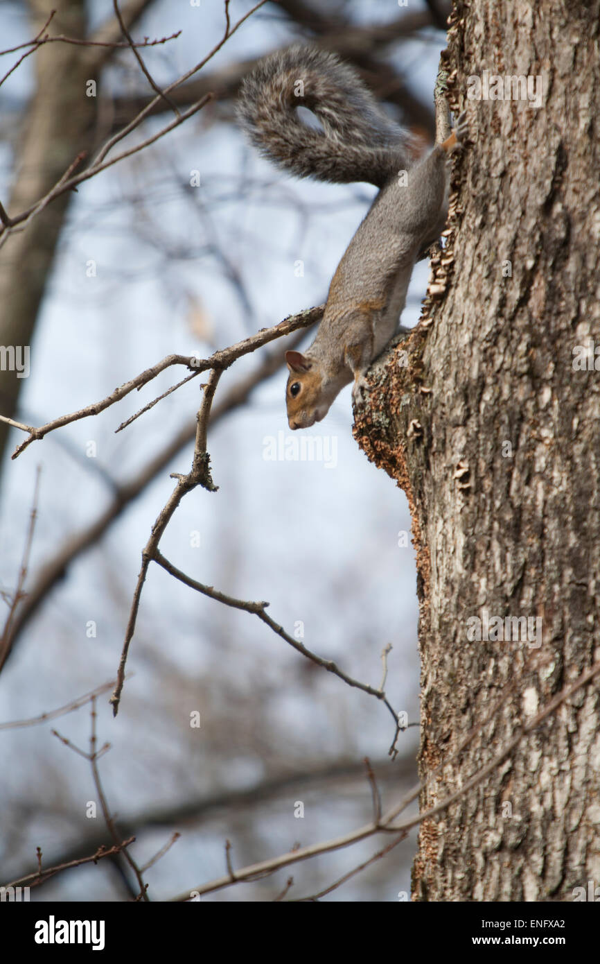 Gray squirrel looking down from a tree, PA, USA Stock Photo - Alamy