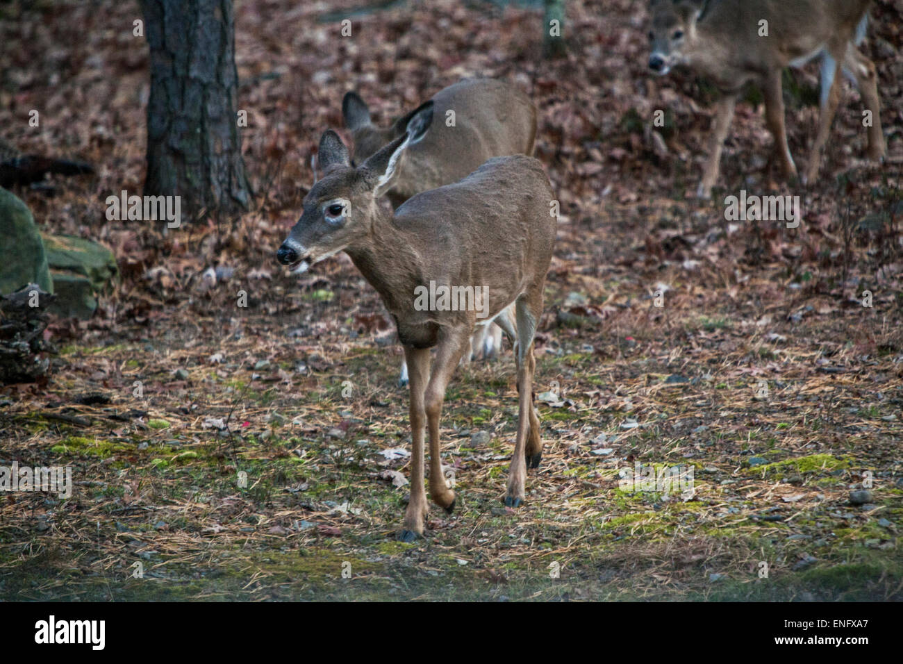 Canadensis pennsylvania hi-res stock photography and images - Alamy