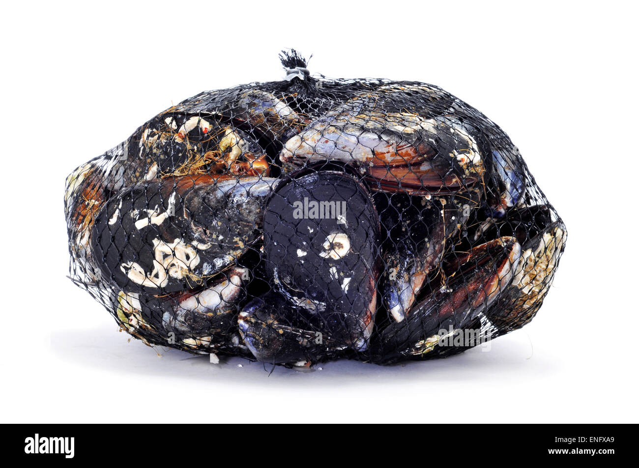 closeup of mussels in a mesh bag on a white background Stock Photo - Alamy