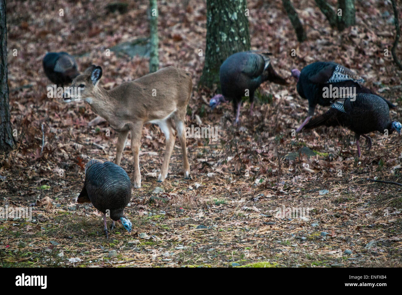 Wild Animal Community