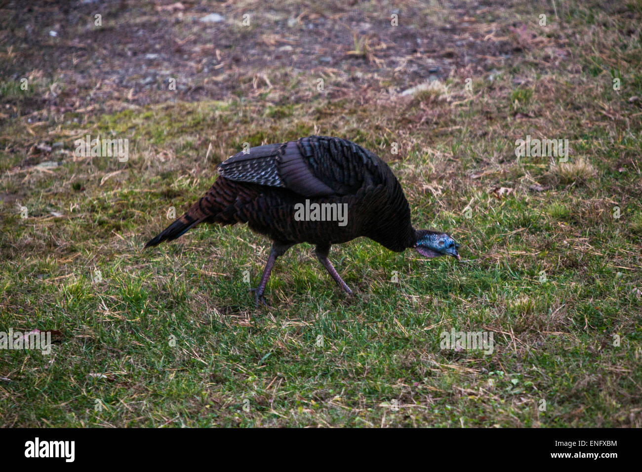 Wild Turkey passing through housing community in the forest PA, USA ...