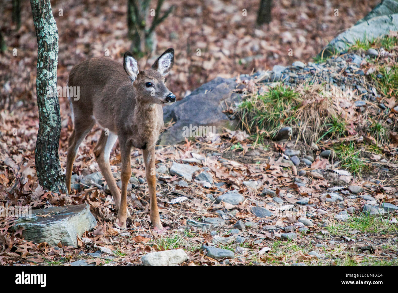 Pennsylvania deer hunt hi-res stock photography and images - Alamy