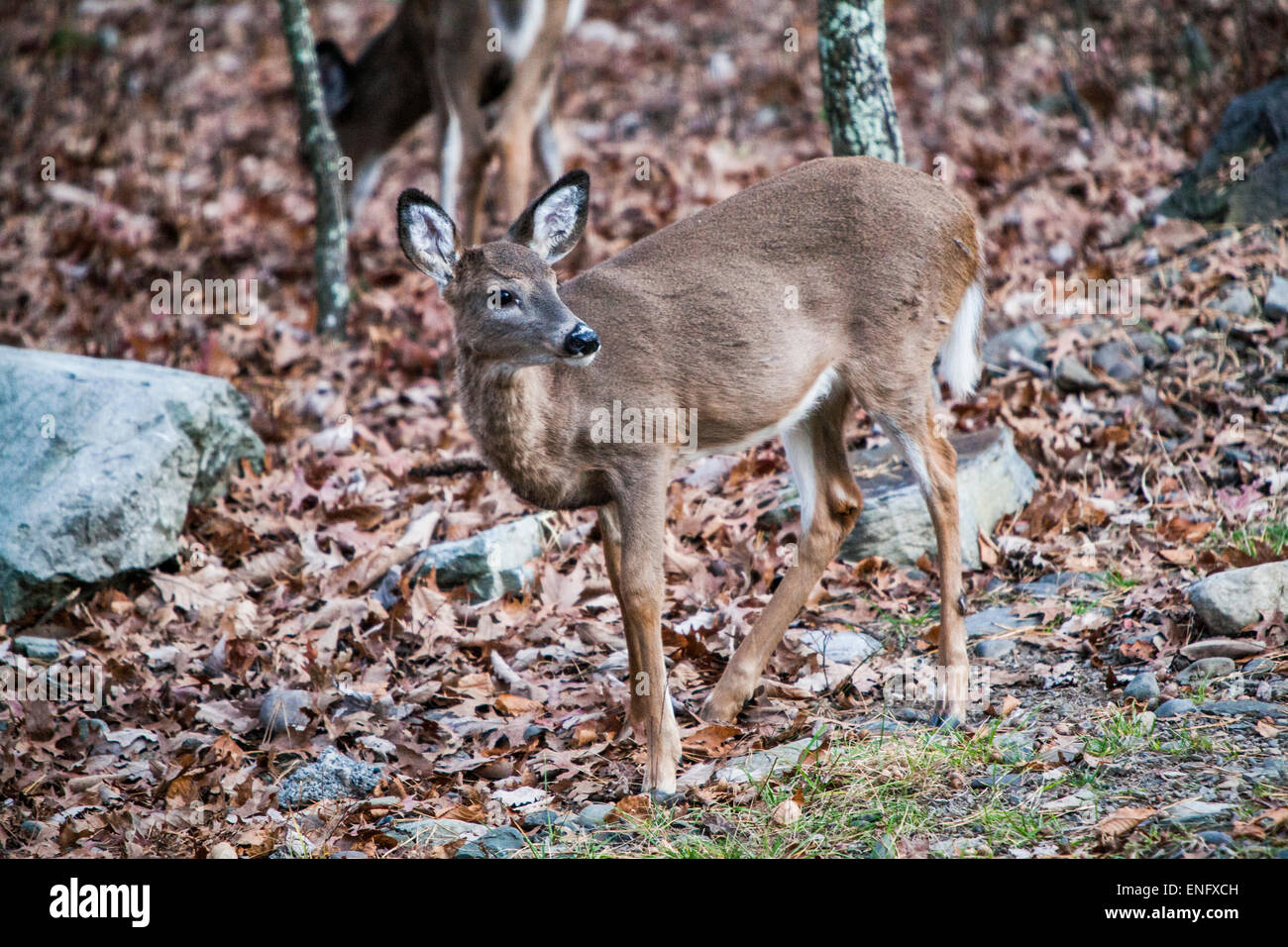 Pennsylvania deer hunt hi-res stock photography and images - Alamy