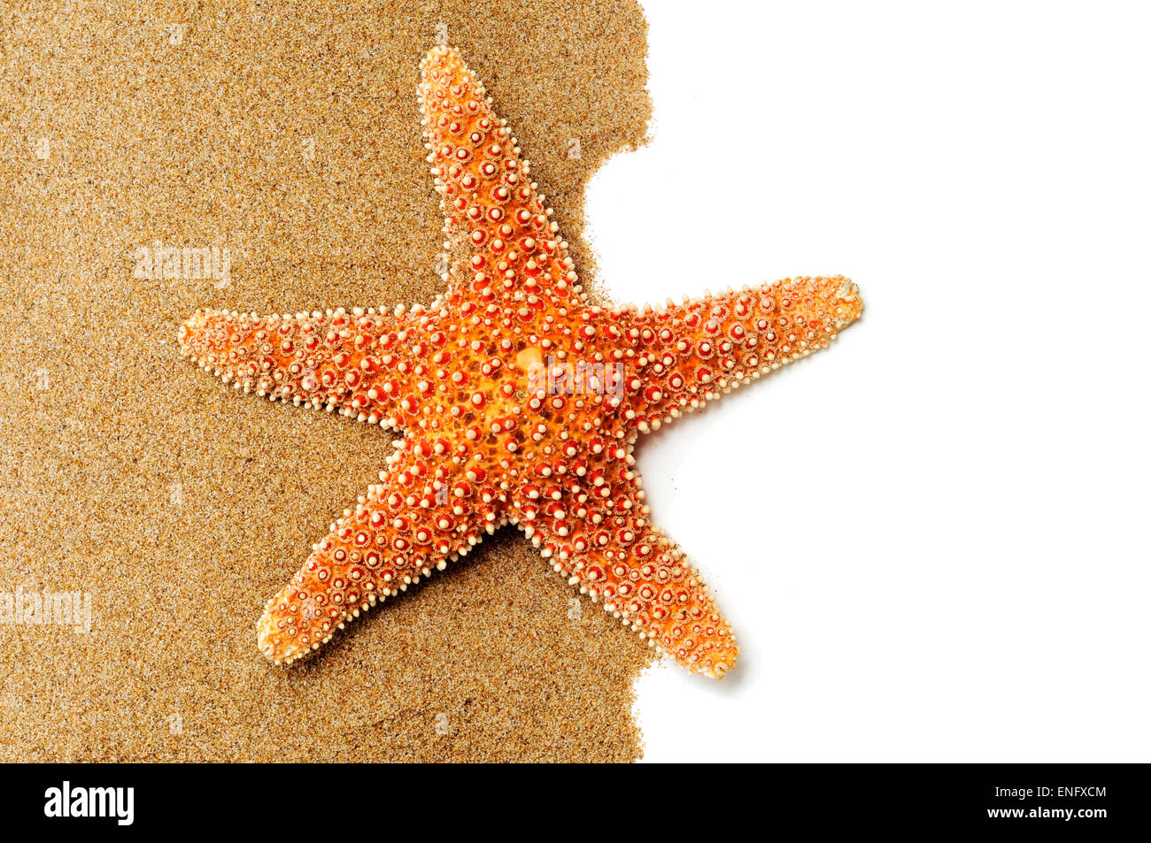 Star shaped sand hi-res stock photography and images - Alamy