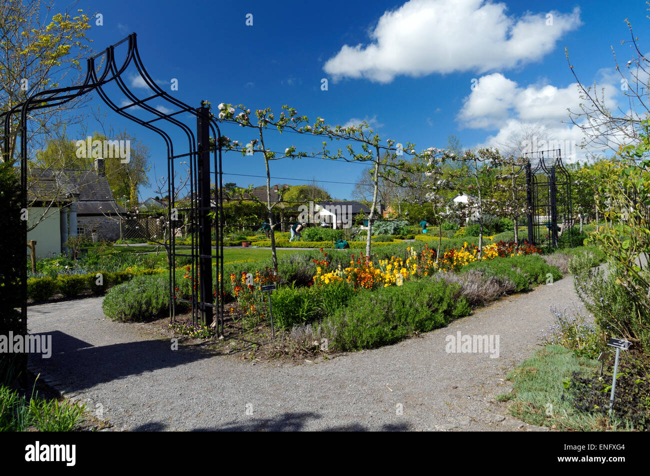 Pleached apple tree hi-res stock photography and images - Alamy