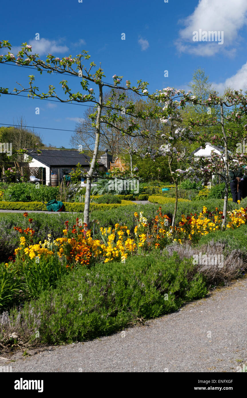 Pleached hi-res stock photography and images - Alamy