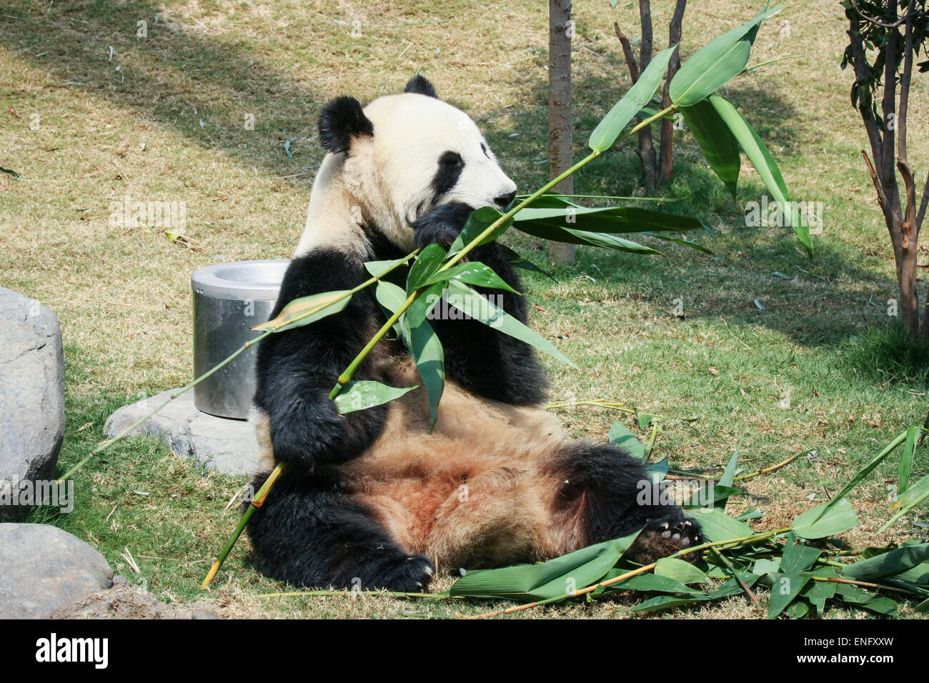 Panda eating bamboo Stock Photo - Alamy