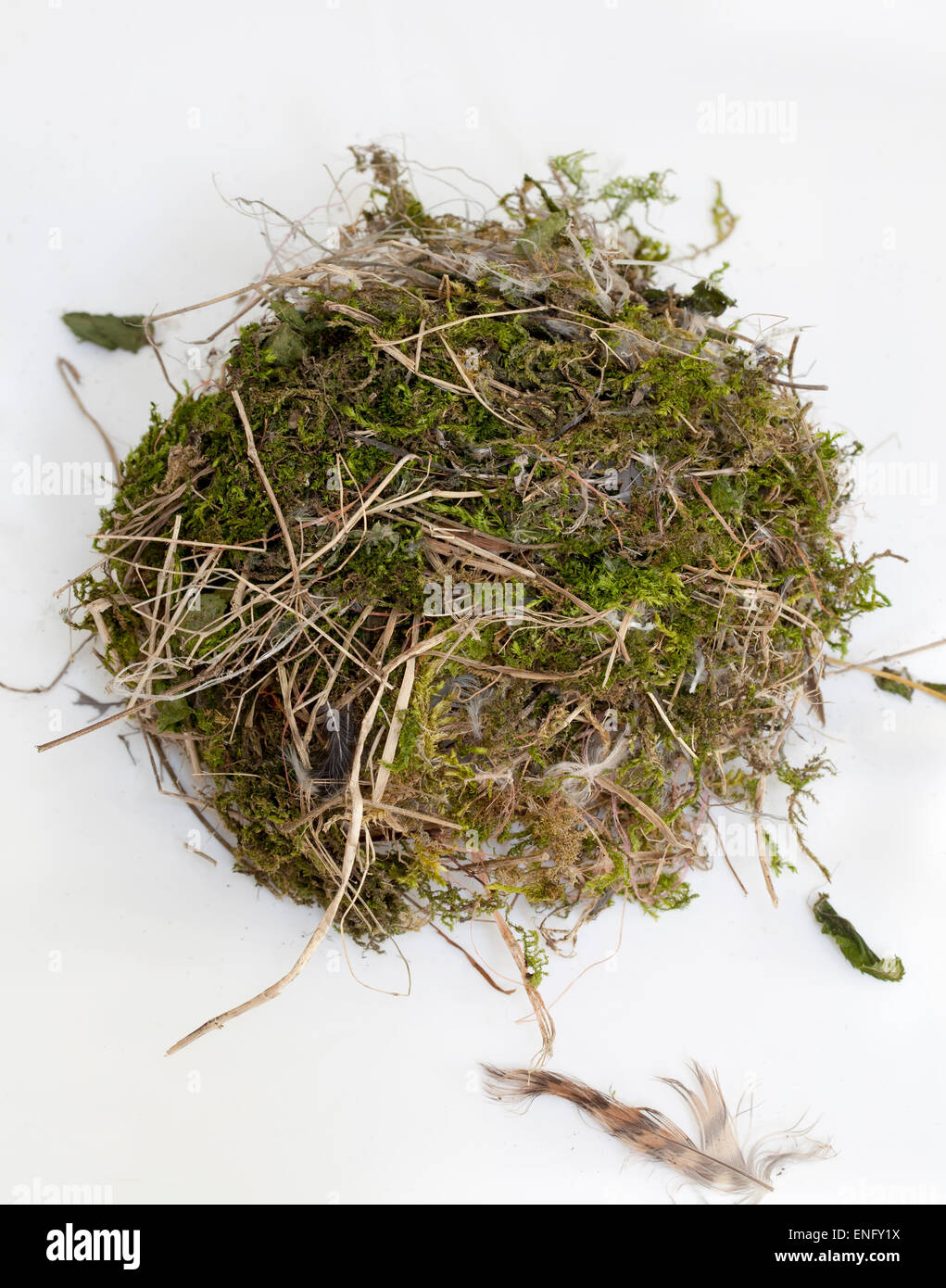Bottom of British Birds Nest seen on a white background Stock Photo - Alamy
