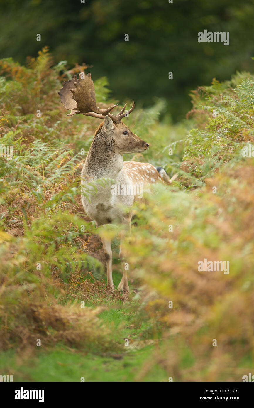 Fallow buck in the bracken watching other deer in the distance Stock ...