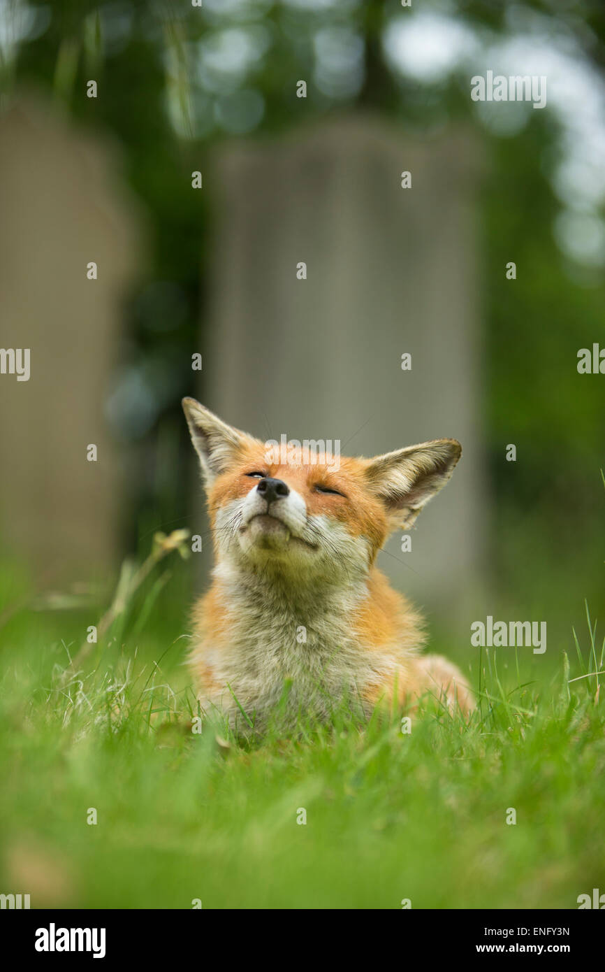Fox graveyard hi-res stock photography and images - Alamy