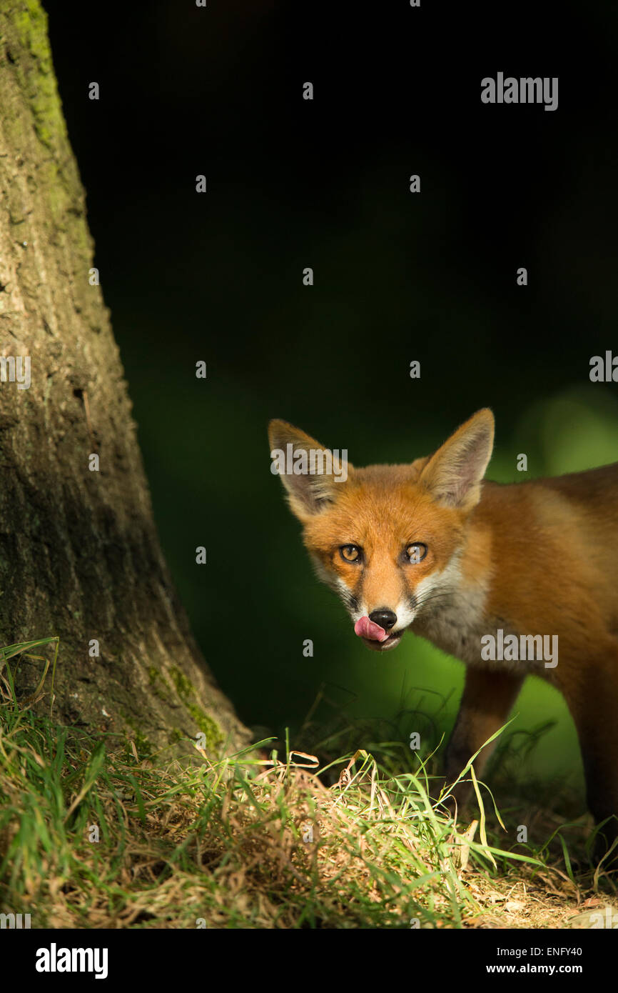 Fox Next To Tree High Resolution Stock Photography and Images - Alamy