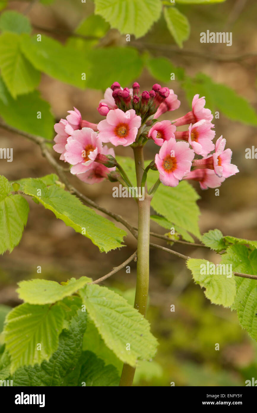 Tall flower stems hi-res stock photography and images - Alamy