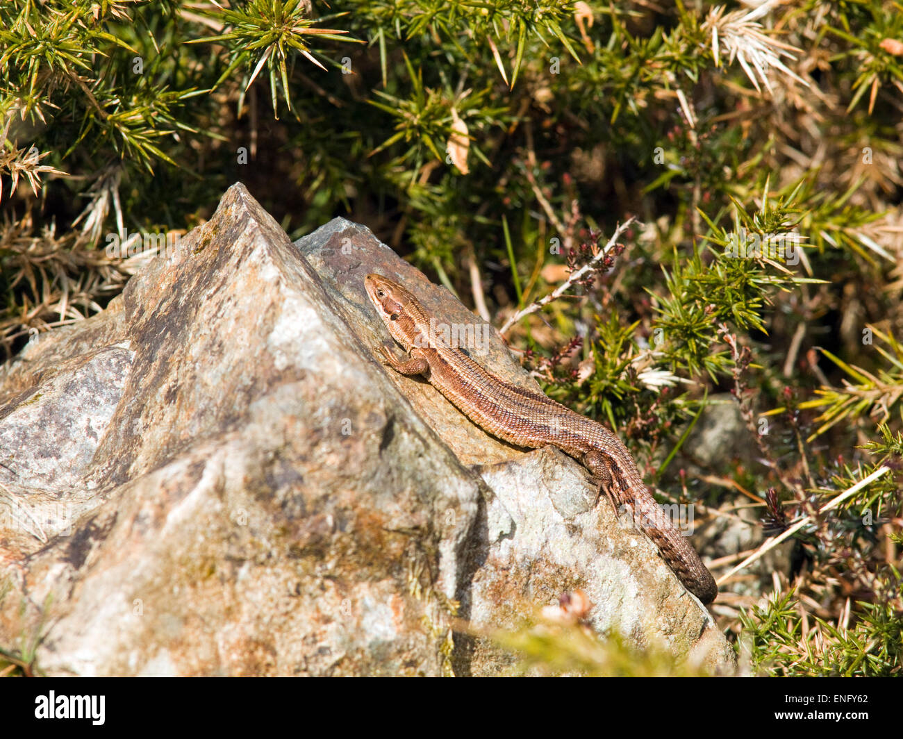 Irish lizard hi-res stock photography and images - Alamy