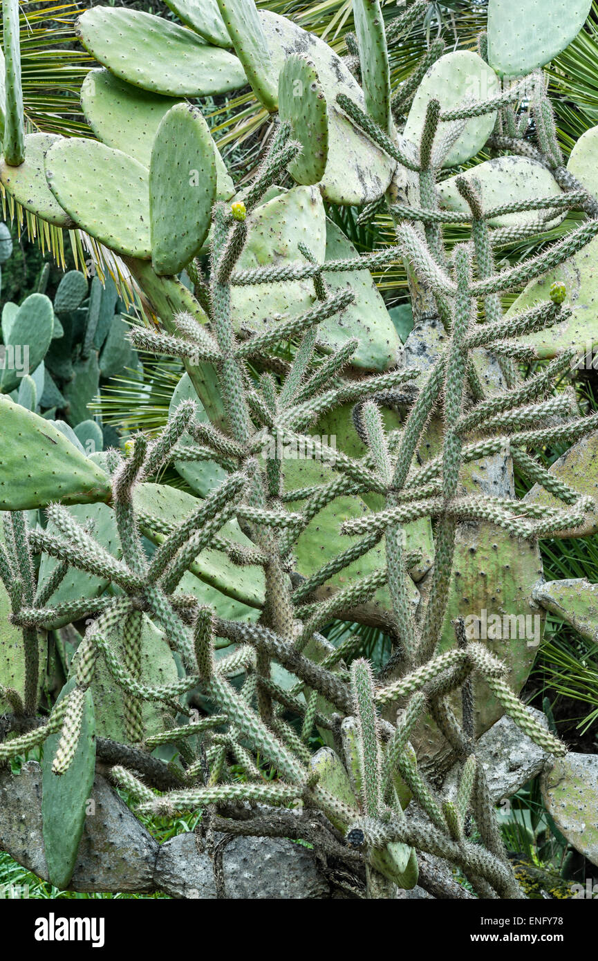 Cactus sicily hi-res stock photography and images - Alamy
